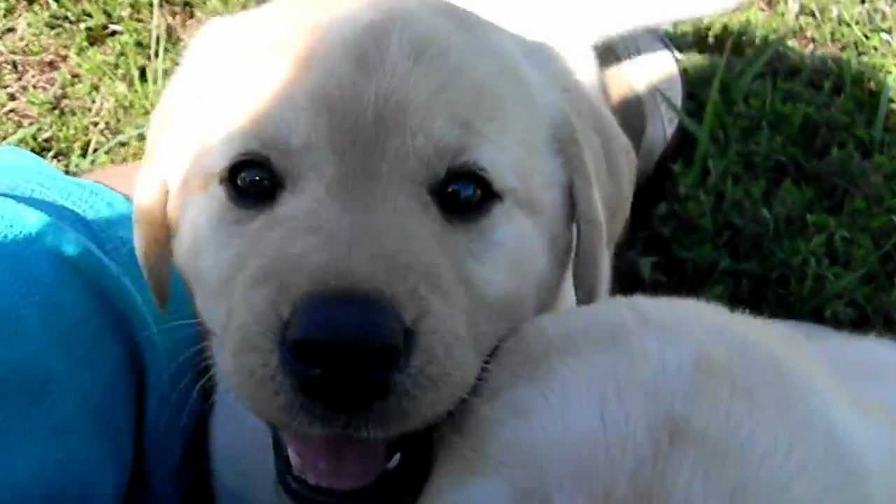 Amber, Zoey, and Bella - Yellow Labrador Retriever Puppies at Buc~A~Buc ...