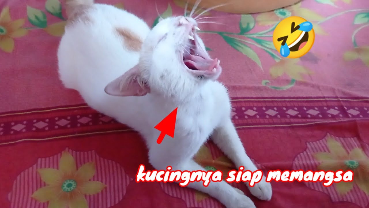 kucing lucu lagi malas bermain pules sekali tidurnya - YouTube
