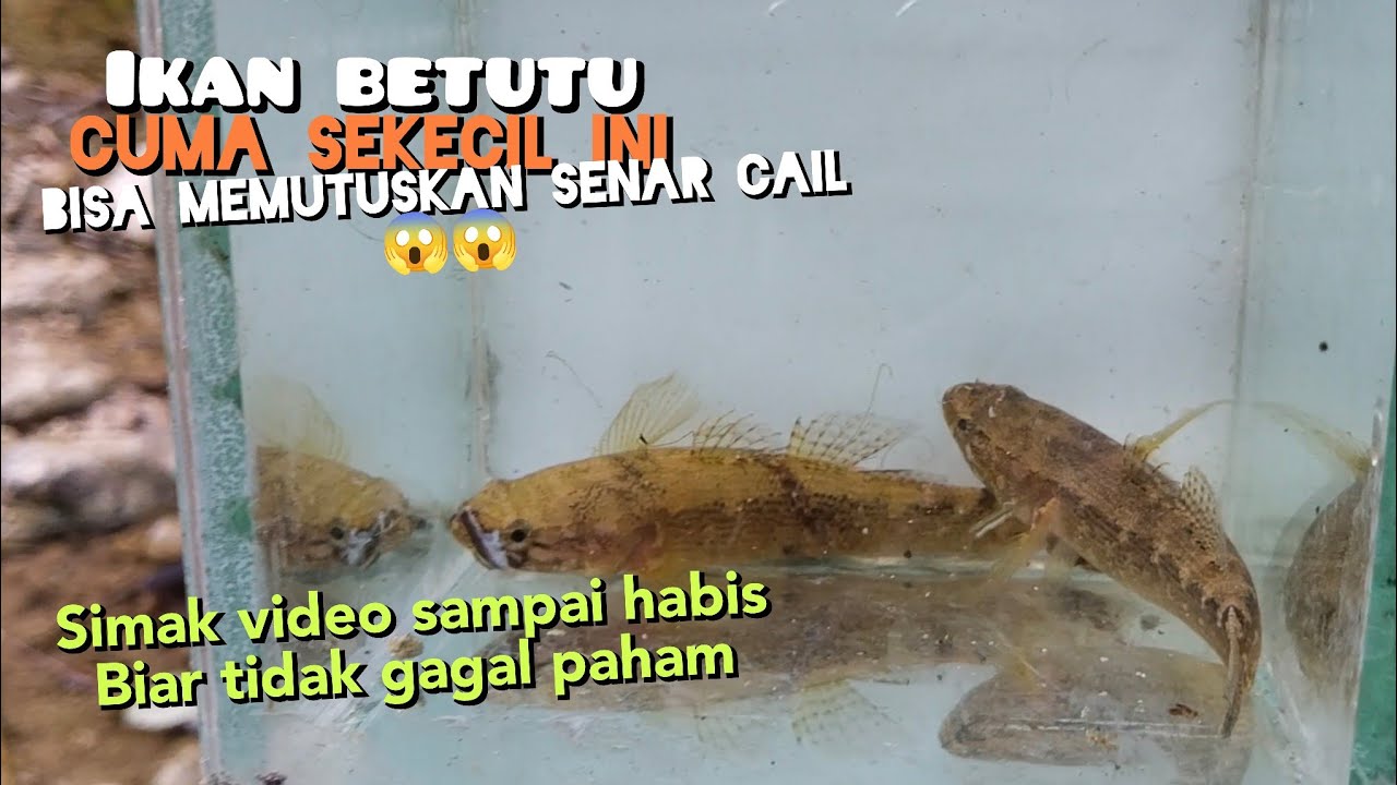 MANCING IKAN‼️betutu tarikan nya sampai memutuskas cail.. (simak sampai ...