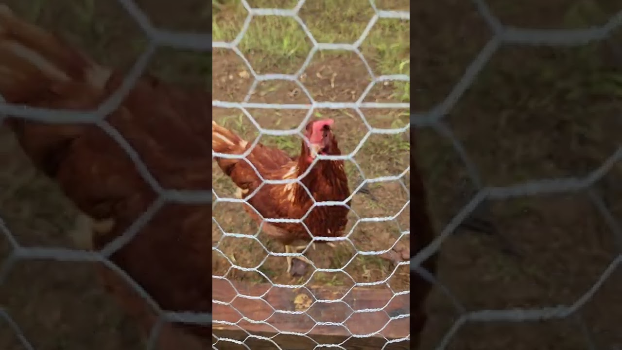 Remodeled chicken pin - YouTube