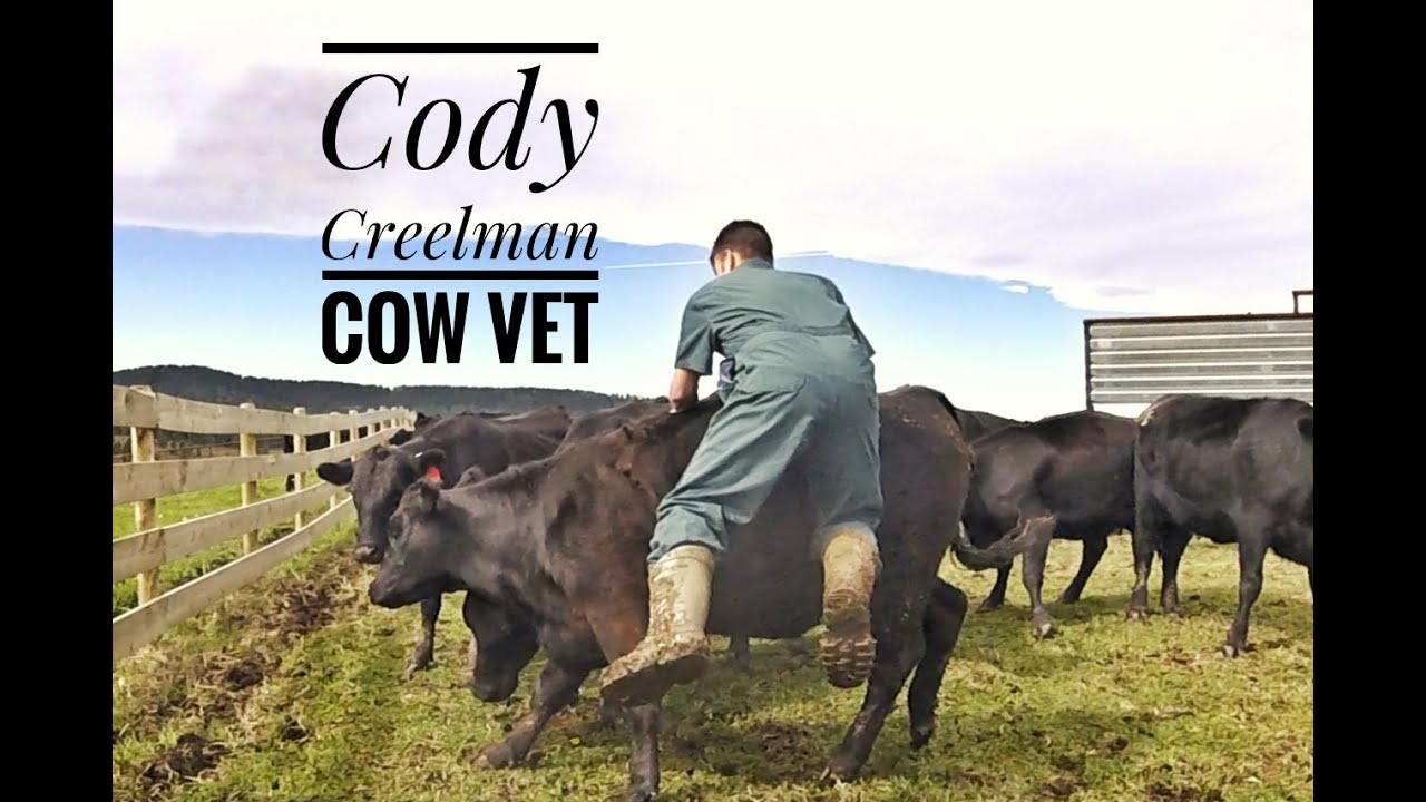 THE WILDEST COWS I'VE EVER WORKED WITH!!! #VLOG113 - YouTube