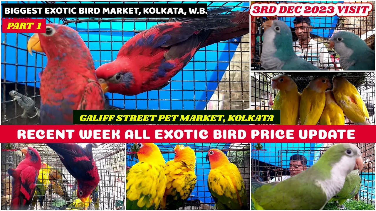 Recent Week All Exotic Bird Price Update | Galiff Street Cheapest ...