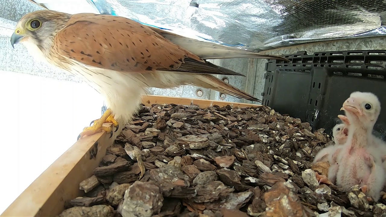 Kestrel Chicks Day 8 - 19th December 2020 - YouTube