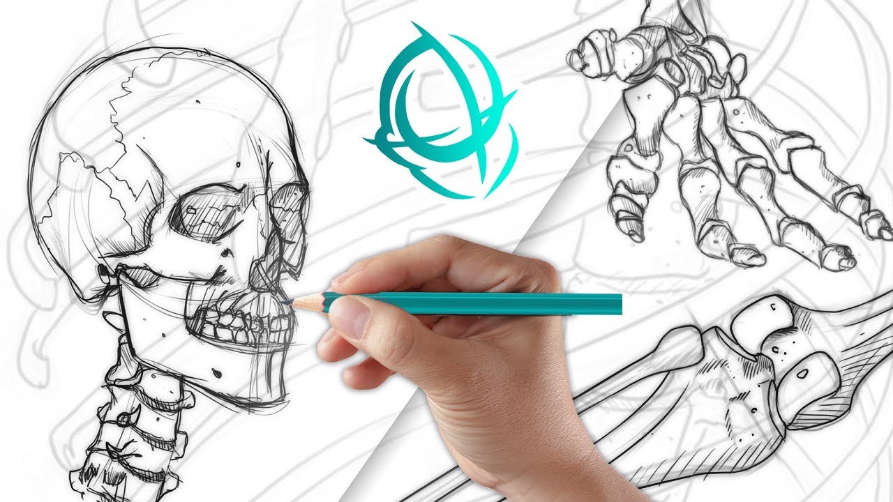 Anatomy Art School - Complete Skeletal Anatomy - YouTube