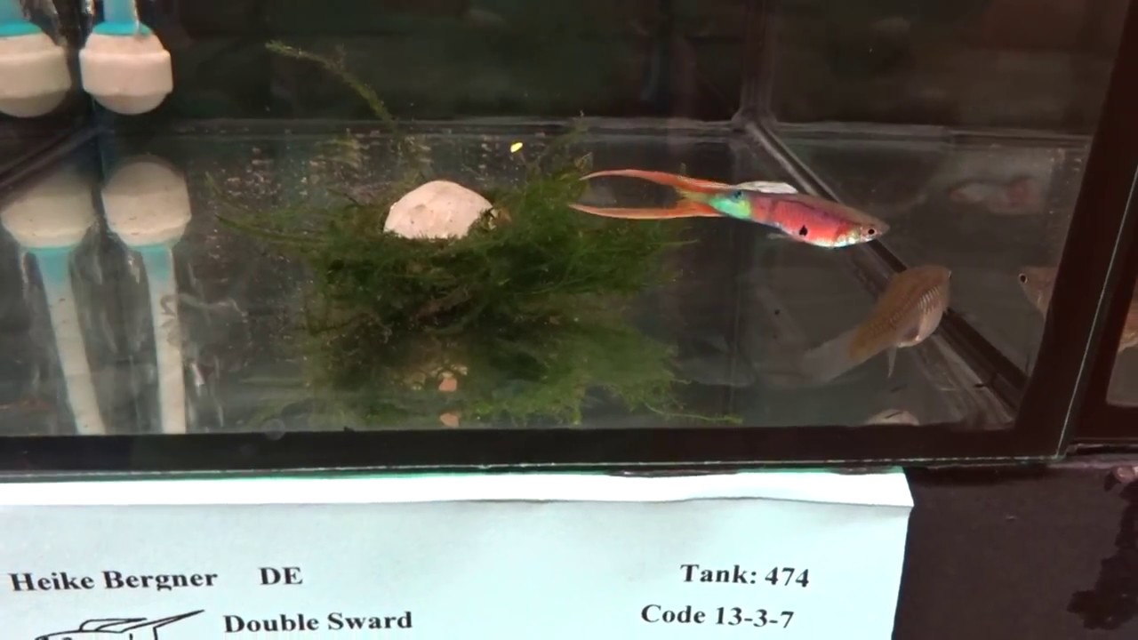 World Guppy Contest WGC Vienna - YouTube