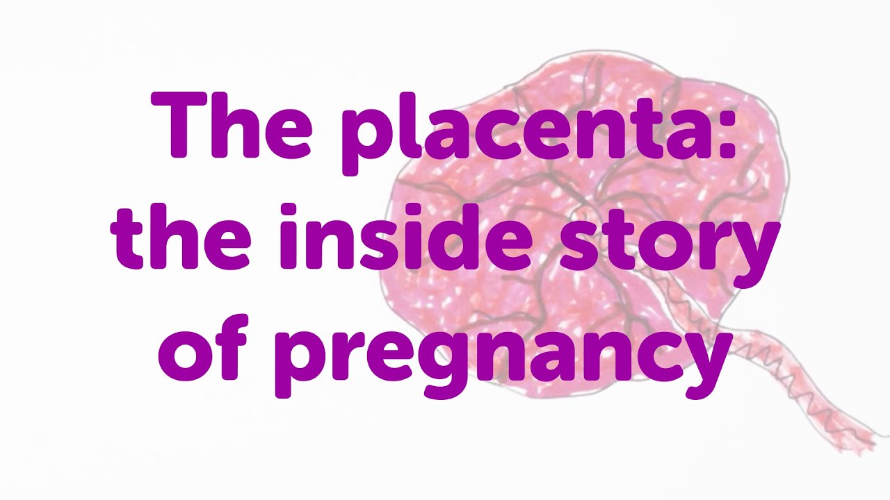 Minute Lecture - The placenta: the inside story of pregnancy - YouTube