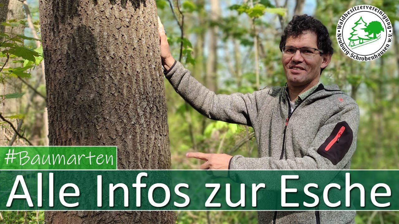Alle Infos zur Esche und zum Eschentriebssterben - YouTube