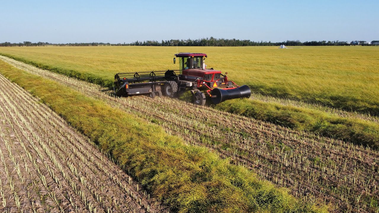 NEW Swather in the Canola! - YouTube