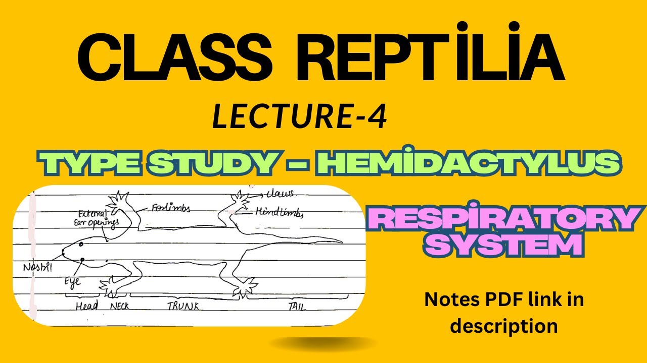Hemidactylus Respiratory System | Respiration in Reptiles | Zoology ...