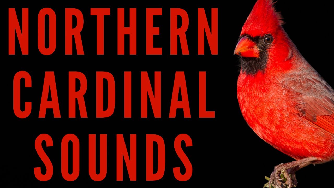 NORTHERN CARDINAL SOUNDS - Cardinal Singing | maktub_ytv - YouTube