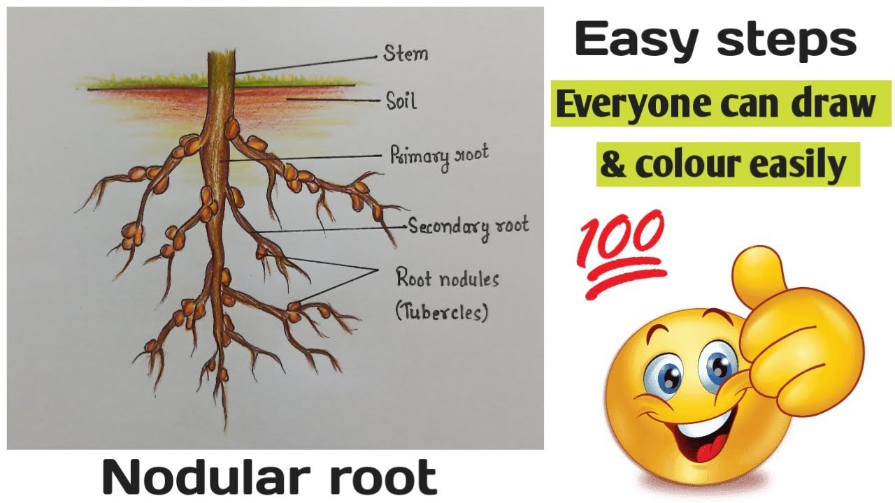 How to draw nodular roots | How to draw nodules of leguminous plants ...