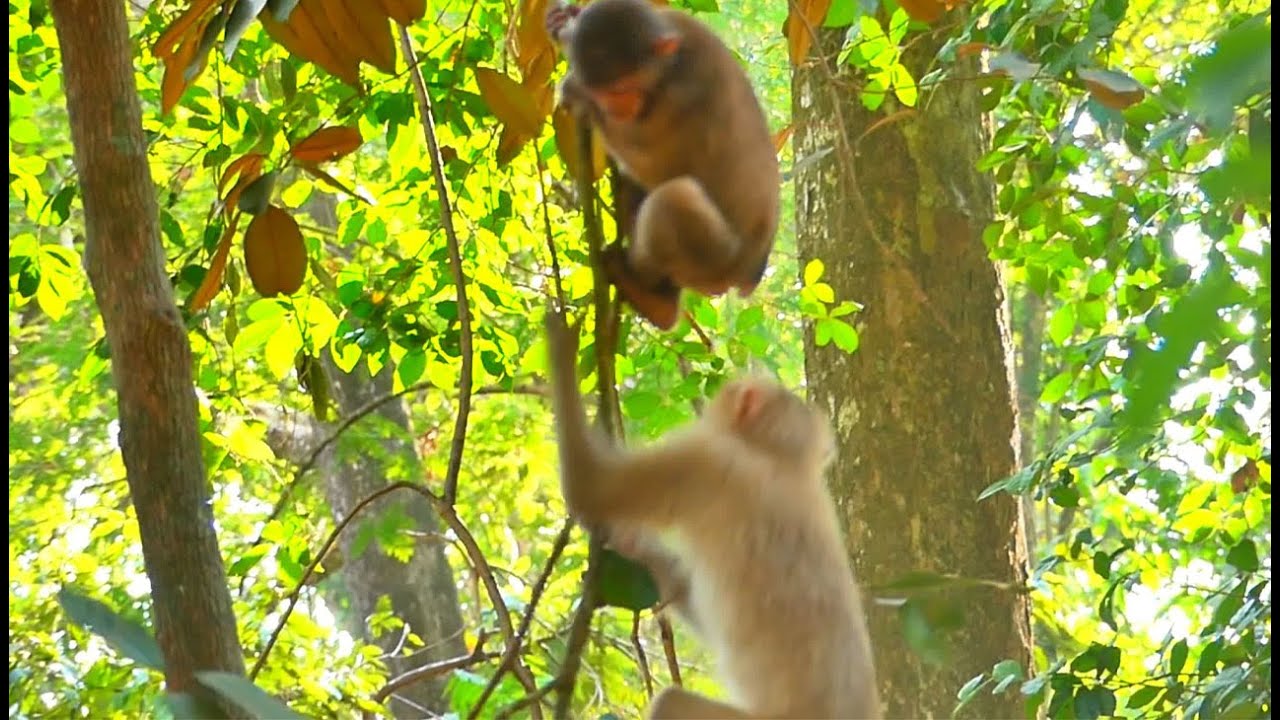 Oh No..!! Big monkey tries to abuse Tiny Baloo on the tree - YouTube
