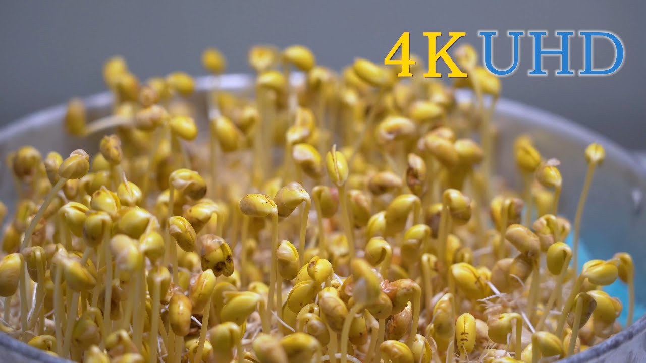 SONY A7 III selfmade soya beans sprouts 4K - YouTube