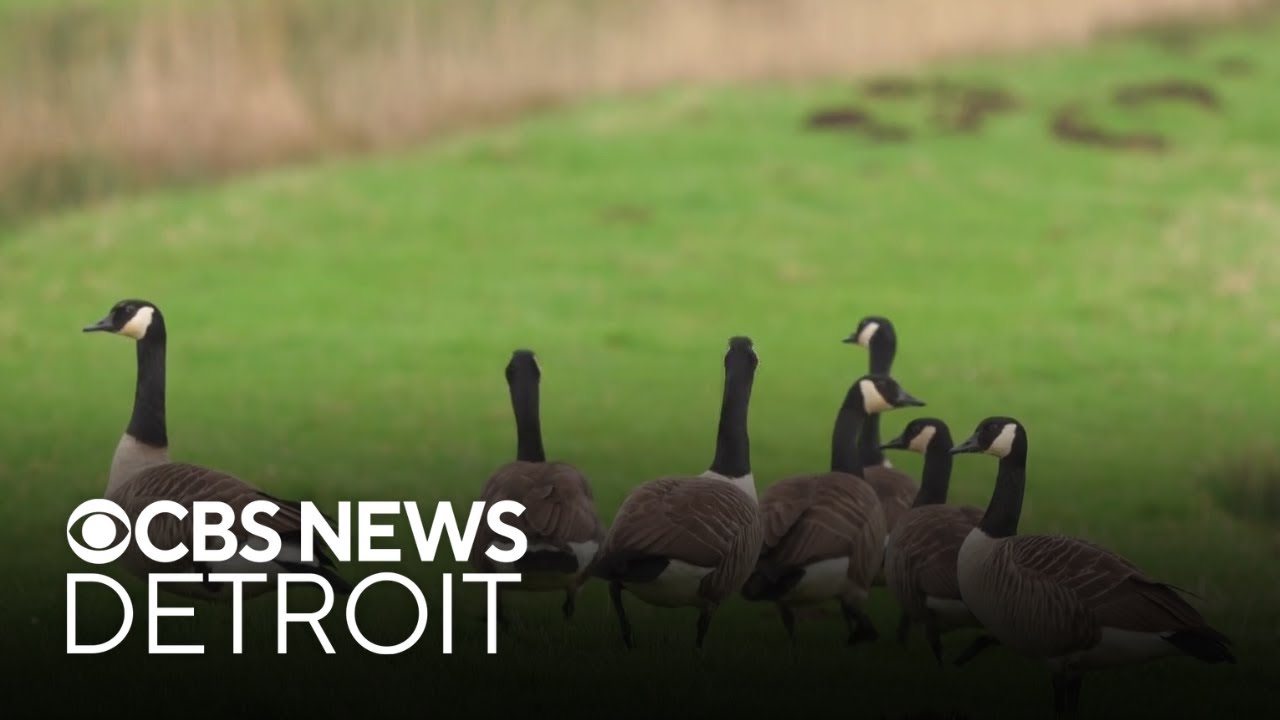 Michigan DNR rolls out new guidelines to kill nuisance Canada geese ...