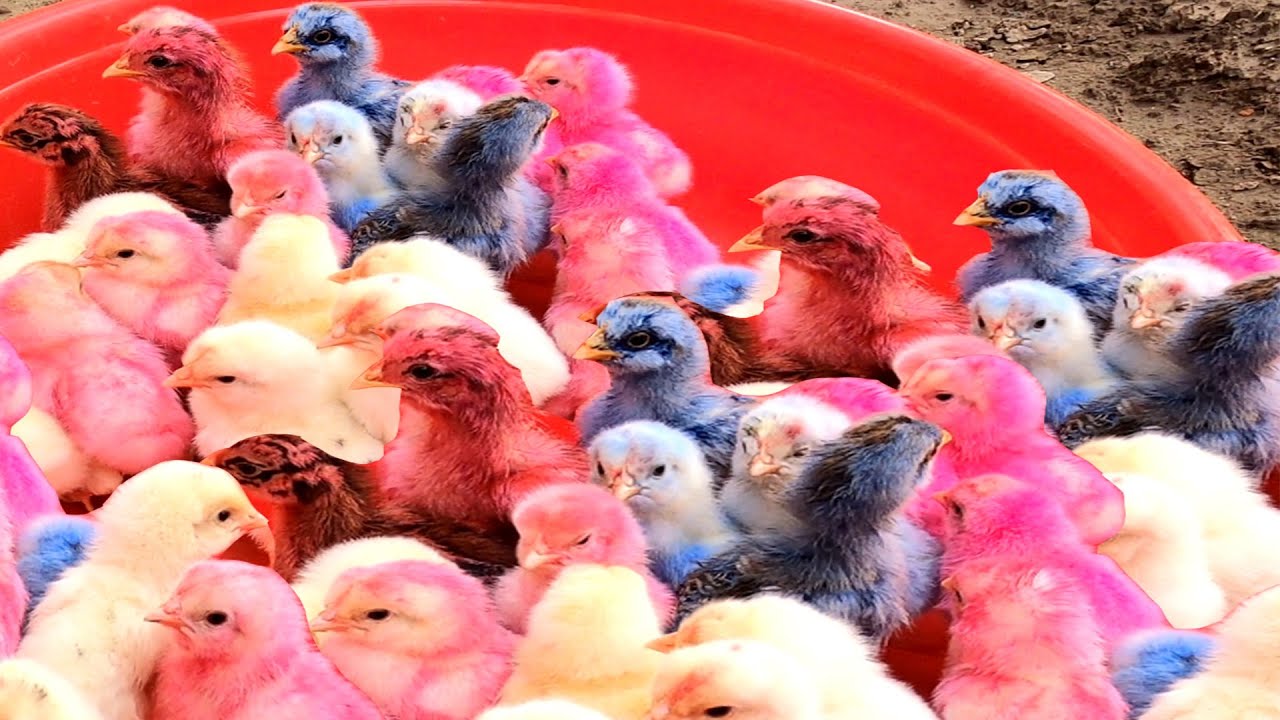 Top Video Catch Animal, Cute Duck, Colorful Chickens, Rainbow Chickens ...