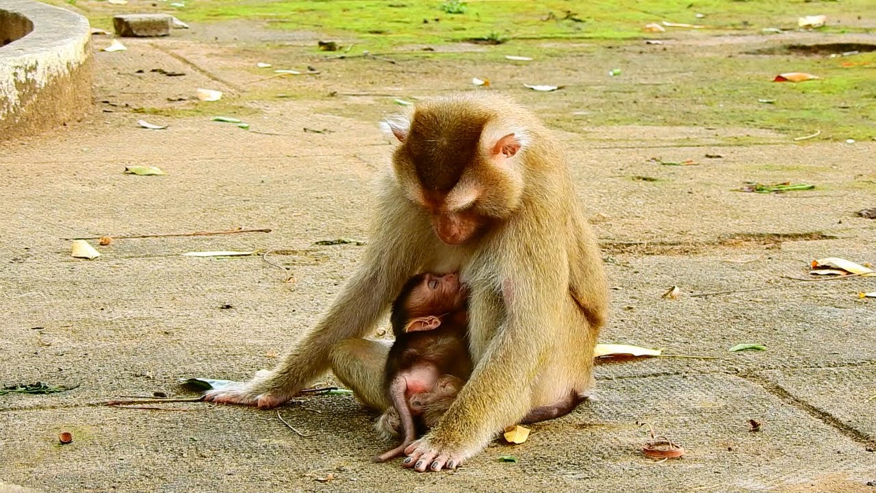 Baby monkey getting milk and sleep on hand mom - YouTube