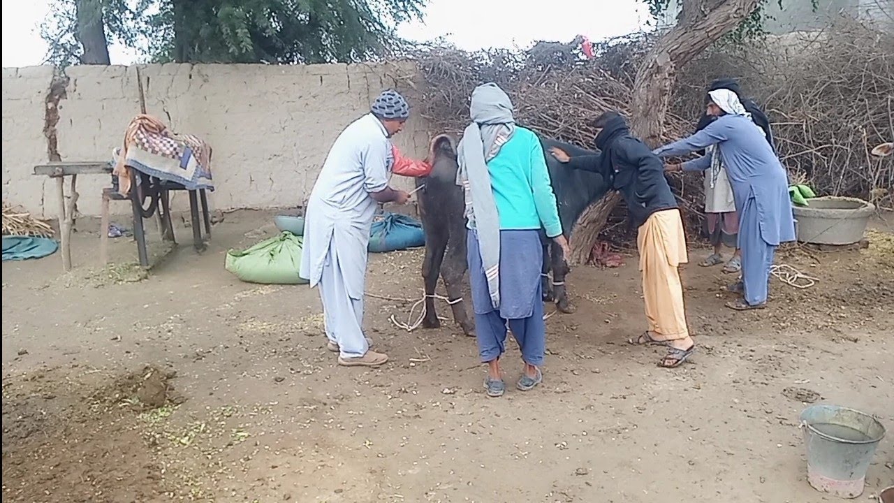 "Transforming buffalo Reproduction A closer look at Artificial ...