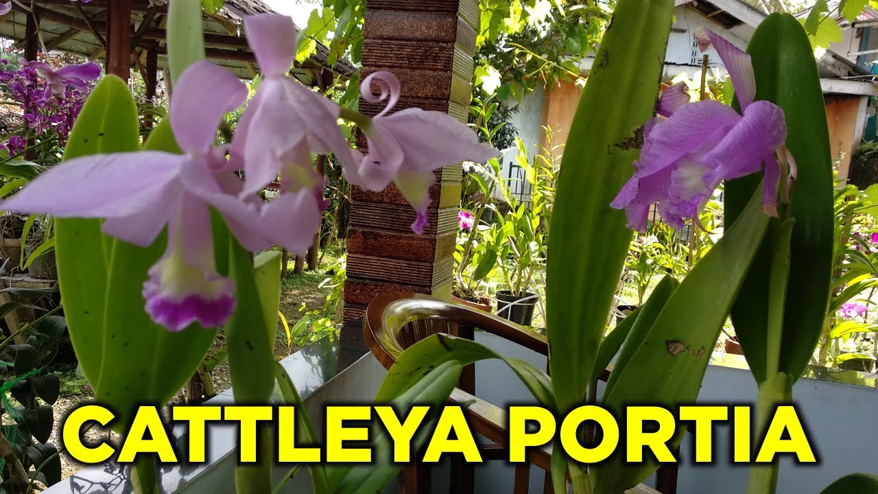 Cattleya Spesi yg Cantik dan Bunga Tahan Lama, Anggrek Cattleya Portia ...