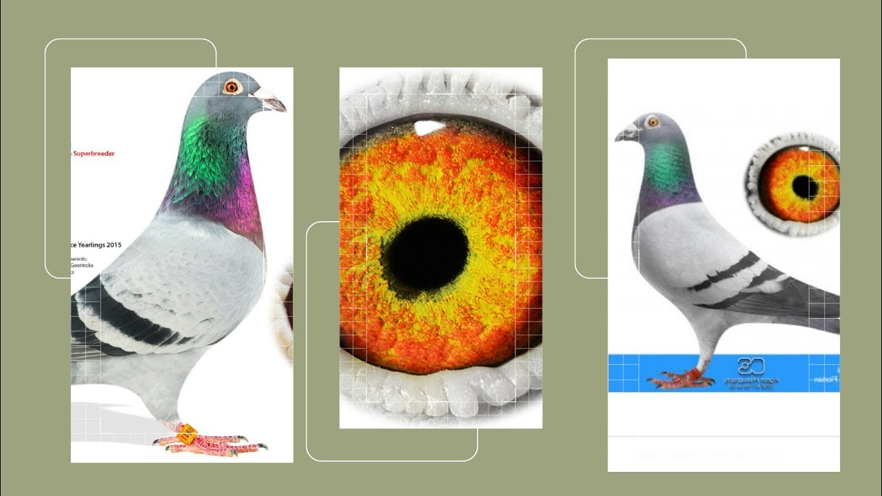 World's Most Famous Racing Pigeon Bloodline " Porsche 911 " For Sale In ...