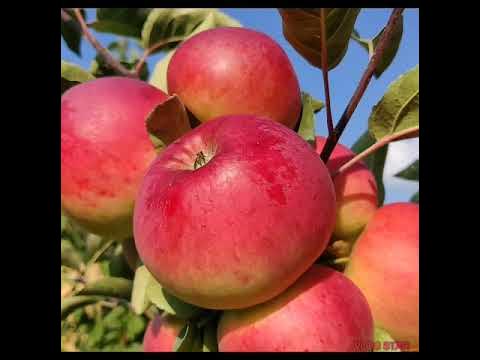 Сорт яблони Сябрина. Яблоня Сябрина. Обзор 11сентября 2019г - YouTube