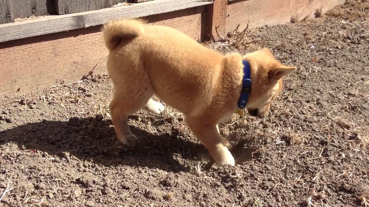 Mochi the Shiba Inu Puppy Dirt Digging.MOV - YouTube