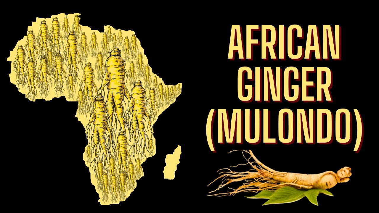 What is Mulondo , And Benefits of Mulondo In Hindi | मुलांदो क्या हैं ...