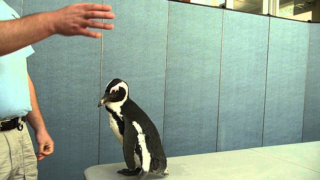 Penguin Elvis - YouTube