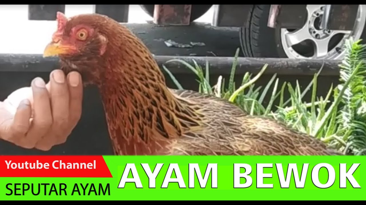 LIHAT AYAM KAMPUNG BEWOK, BREWOK | Seputar Ayam - YouTube