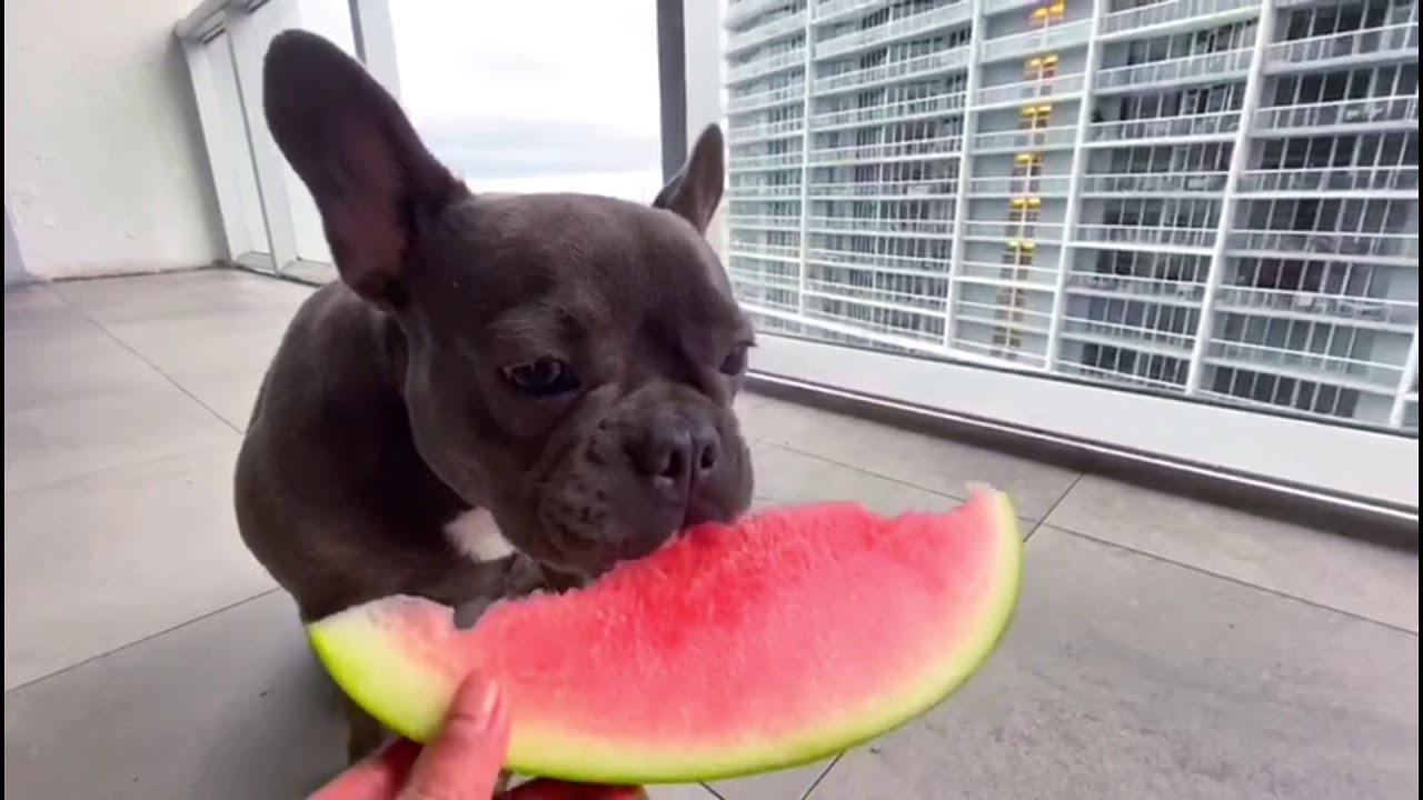Dog sings Watermelon Sugar by Harry Styles l Funny Singing French ...
