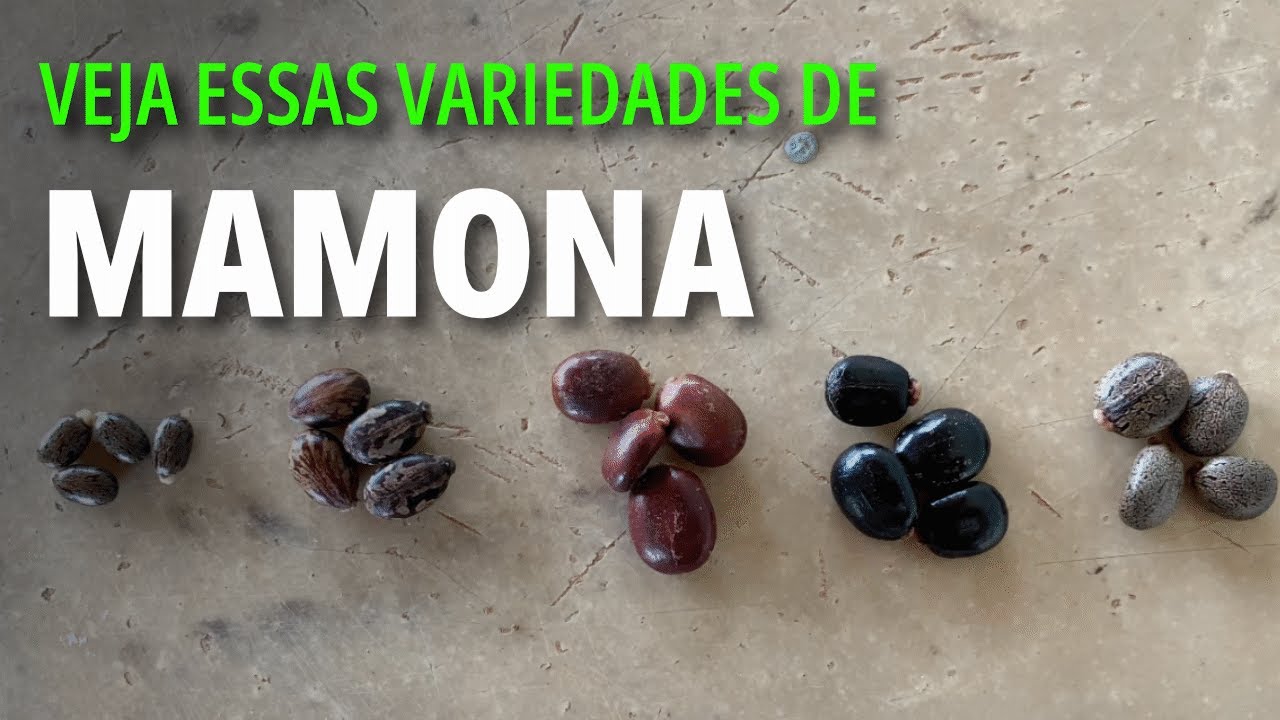 4 Variedades Incríveis (Vermelha, Sangue de Boi, Paraguaçu, Coti ...