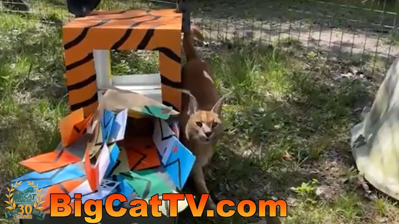 Enjoy enrichment with the big cats at Big Cat Rescue for Give Day 2023 ...
