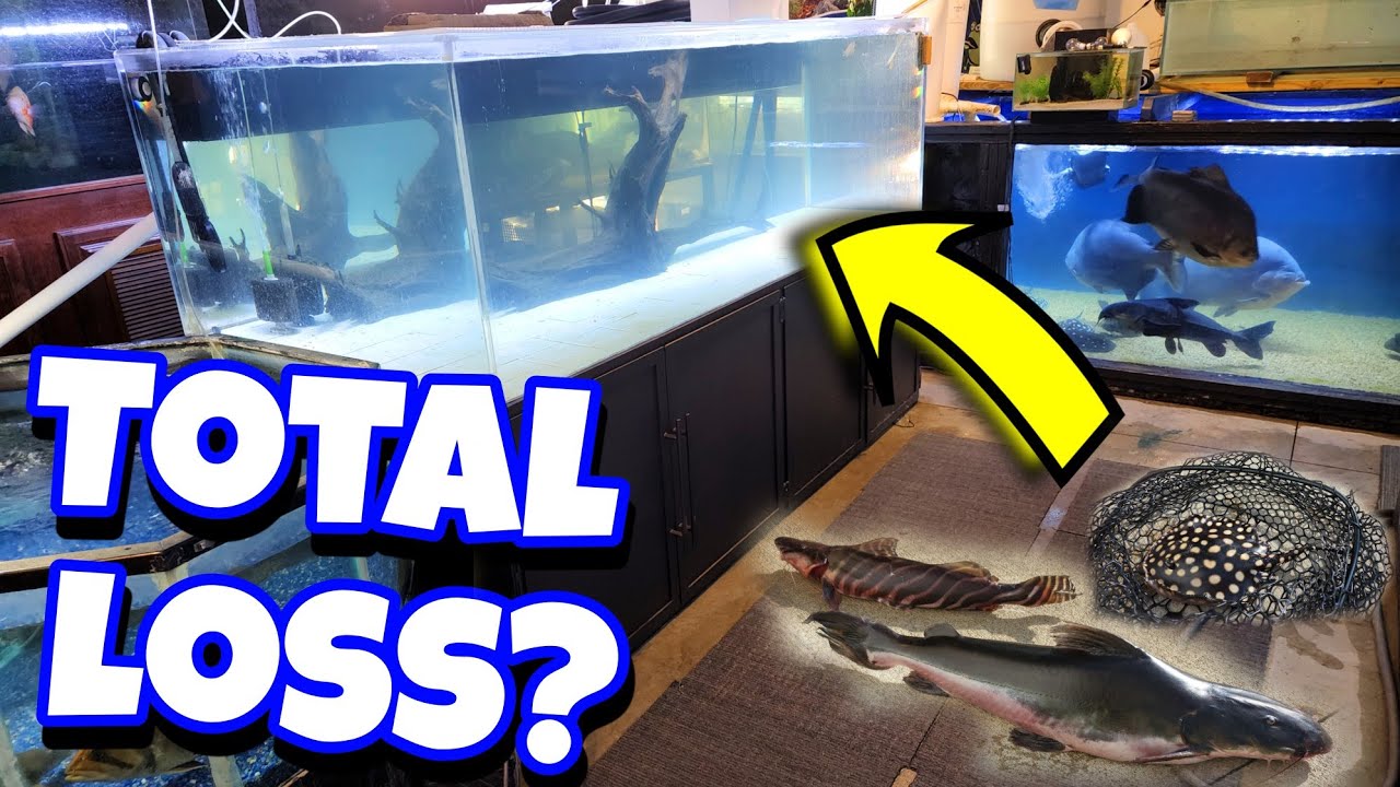 Massive Tank Failure! Gut Wrenching Loss at Ohio Fish Rescue. - YouTube