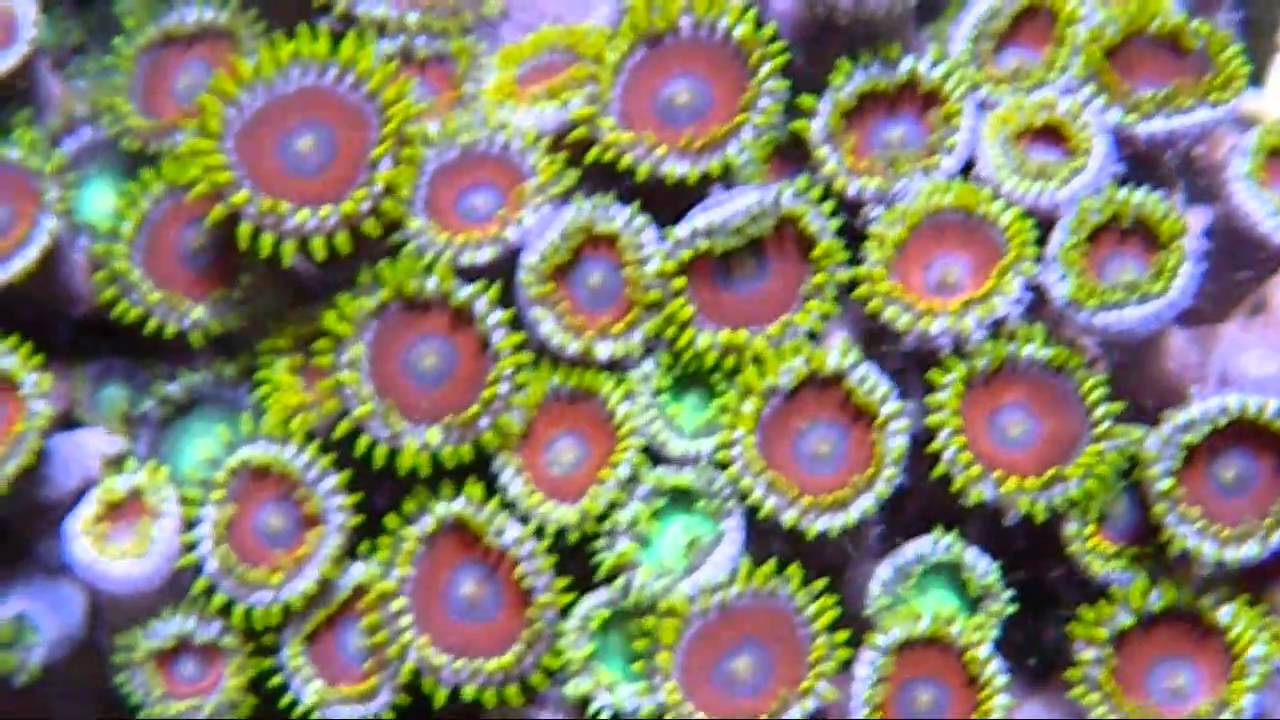 Eagle Eyes Mixed Zoanthids 75+ Polyps : Oceans Garden Inc @ eBay - YouTube