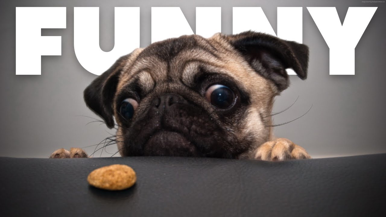 TOP 3 FUNNY Background Music for Videos / Royalty Free Comedy Music for ...