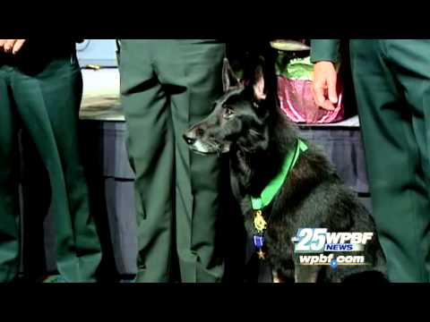 K-9 deputy Kenzo recipient of combat star