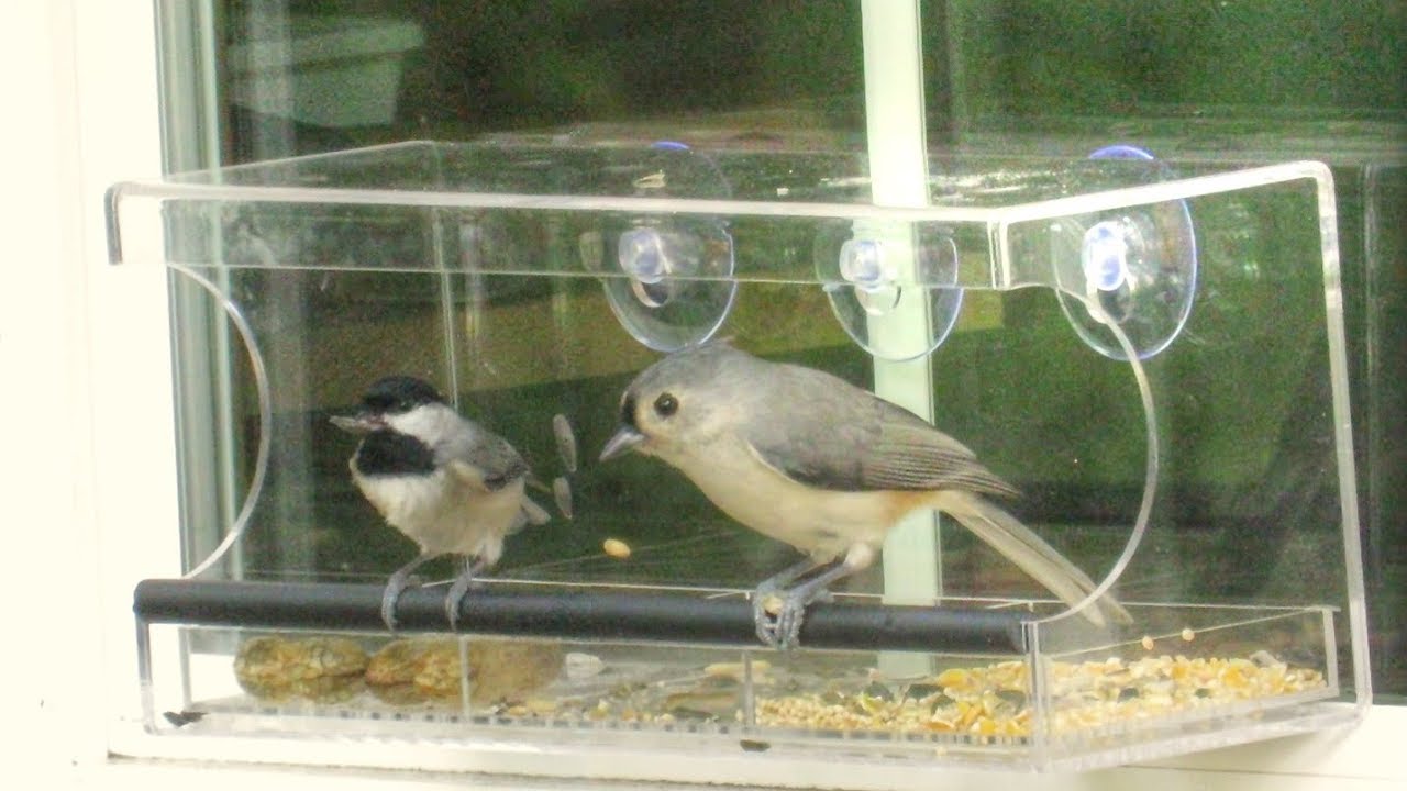 Tufted Titmouse and Chickadee Sunflower Seed Cracking Technique - Clear ...