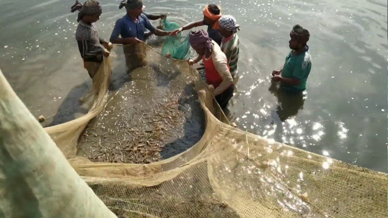 Venami Chingri | Prawn Fish Cast Net Fishing | Shrimp Fish Farming ...