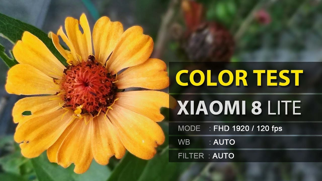 Color Test Xiaomi Mi 8 Lite | Cinematic