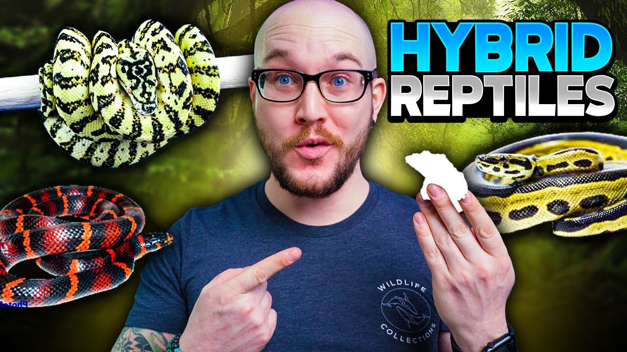 5 INSANE NEW Hybrid Snakes You'll See in 2023! - YouTube