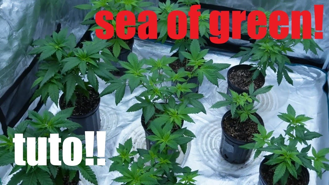 RÉUSSIR LA VÉGÉTATION AVEC DES PETITS TRUCS BIEN SIMPLE!! SOUS LA FC6500 DE MARS HYDRO!! - YouTube