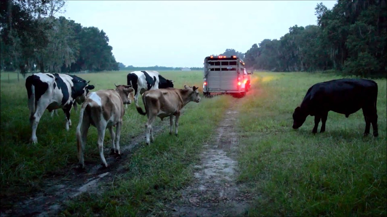 Two Holsteins Start a New Life - YouTube