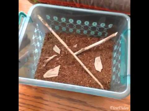 Diy snail cage and how to set up a pet snail cage - YouTube