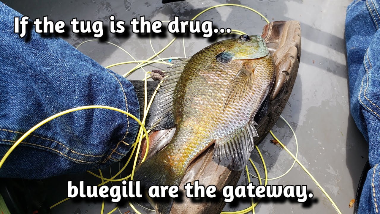 Bluegill... the gateway drug. - YouTube