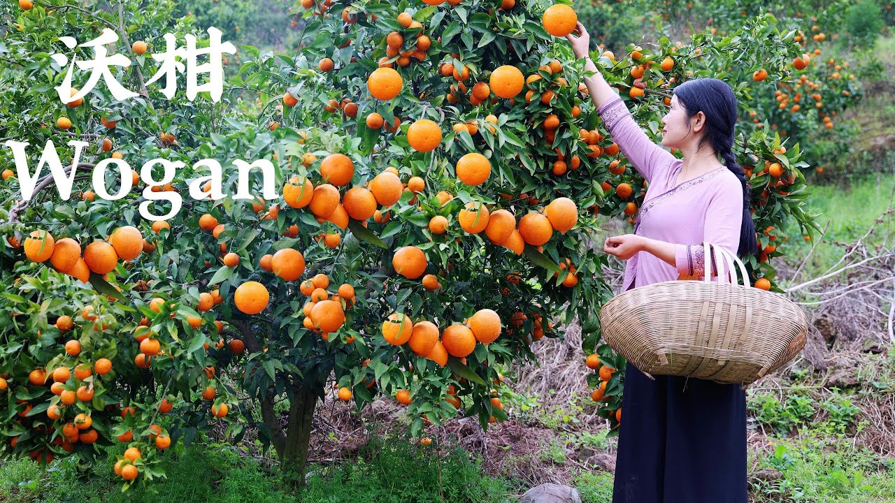 漫山遍野的沃柑，一手一个摘得停不下来，体验一把采摘的快乐[Wogan] - YouTube