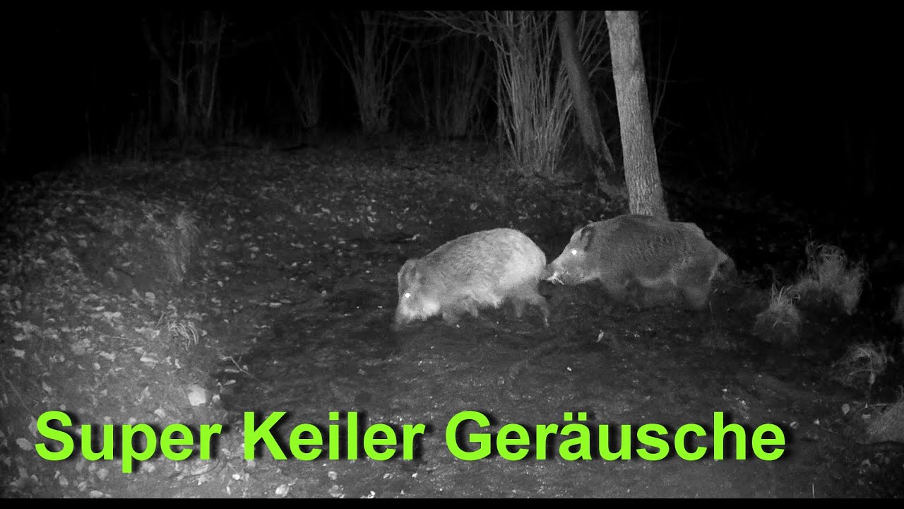Starker Keiler in der Rauschzeit - Strong boar in the rush season - YouTube