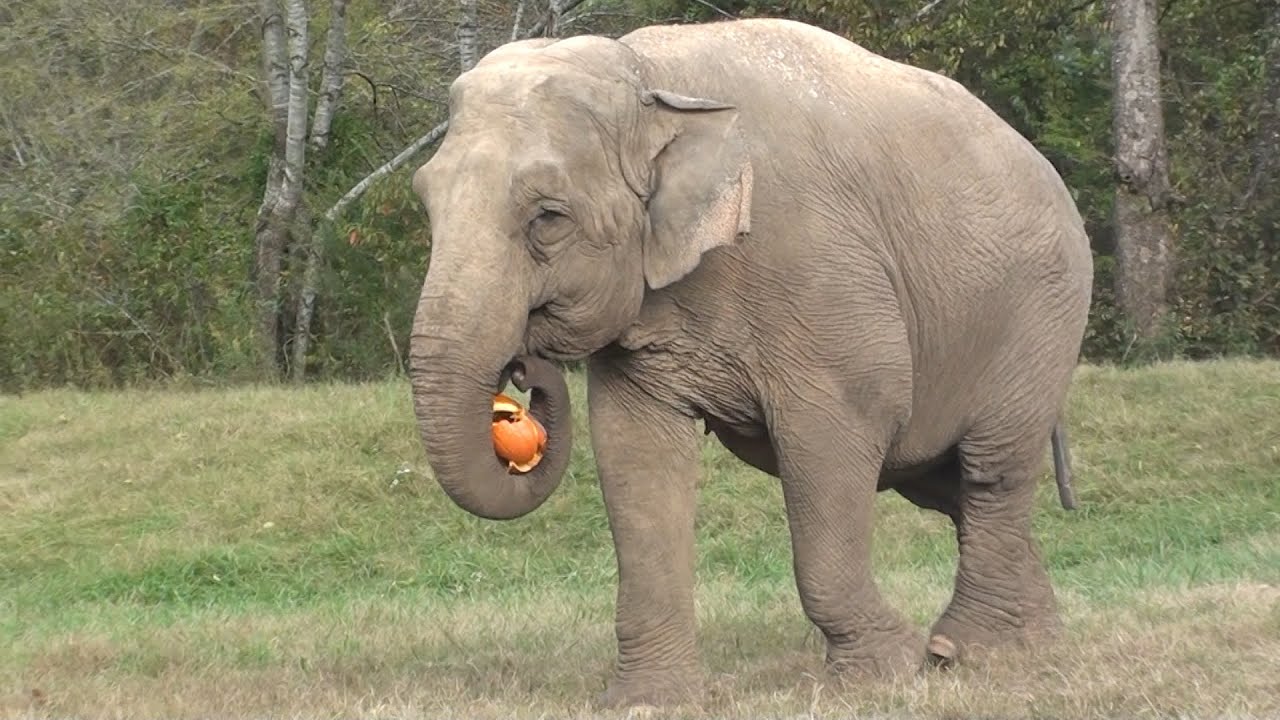 The Elephant Sanctuary | Fall: The Season for Thankfulness - YouTube