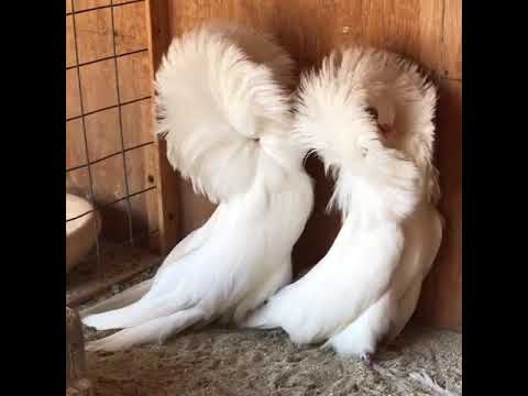 Qushlar olami - YouTube