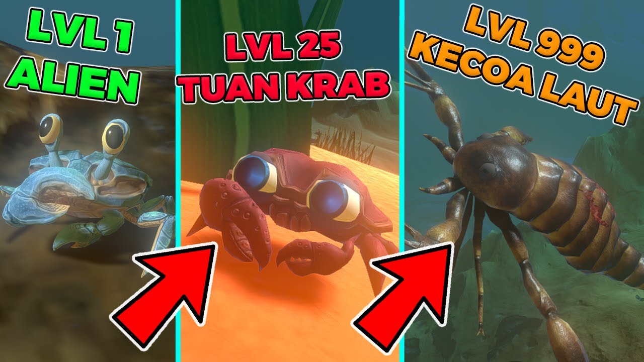 Evolusi Kehidupan Kepiting Dalam Laut ! - YouTube