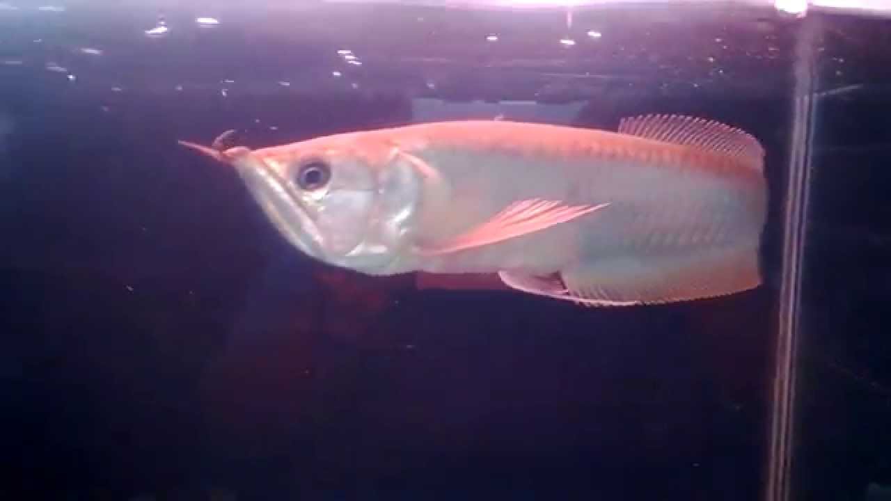 CHAMPION AROWANA FISH BREEDING IN MIRA ROAD INDIA [HD VIDEO] - YouTube