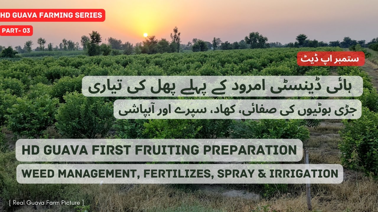 Part #3 || High Density Guava Pruning & 1st Commercial Fruit || Guava ...